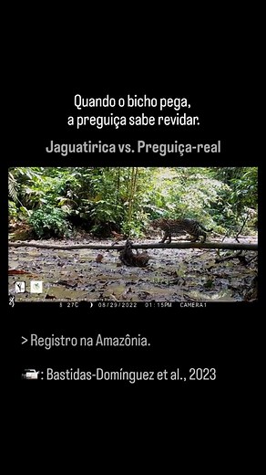 Saber Atualizado on Instagram: "Durante a descida das árvores de uma preguiça da espécie Choloepus didactylus, esta foi atacada por uma jaguatirica ou ocelote (Leopardus pardalis). O evento - descrito em 2023 no periódico Food Webs (1) - foi registrado em um "saladero" na região Amazônica do Equador. Especificamente, na Estação de Biodiversidade Tiputini. A preguiça desceu do refúgio arborícola para consumir solo ricos em minerais, que parece complementar a dieta folívora e ajudar na digestão de