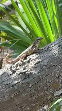 Funny lizard doing push-ups