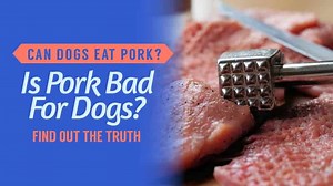 Can Dogs Eat Pork? Is Pork Bad for Dogs? Find Out the Truth