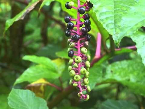 Plant portrait - Pokeweed (Phytolacca americana)