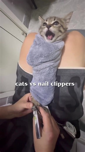 Easier Ways to Care for Cats