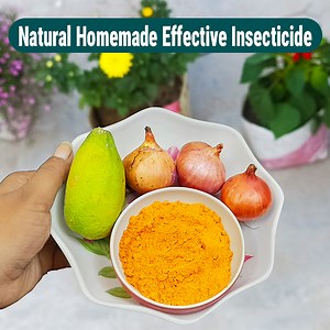 26K views · 296 reactions | DIY Pesticide | Homemade Insect Replant | Natural Pesticide for Plants | Effective Insecticide | Rana Craft | Facebook