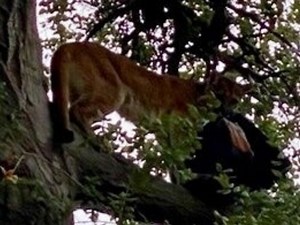 Lion Attacks Toddler | Reality Star Eats Baby Dolphin | Patch PM