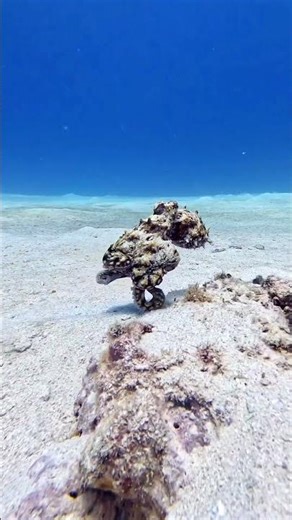 Octopus Runs Away on Two Legs 😂