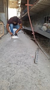 979K views · 10K reactions | 100 Chicks Mar Gaye Layer key | Ecoli Diseases In Poultry  . . . #reelsfacebook #instagramreel | H Waleed Ahmed | Facebook