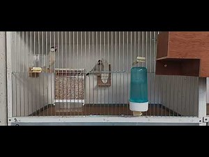 Padda de Java Saison 2025 2026