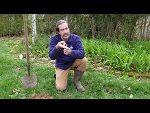 How to Plant a Bare Root Tree Seedling