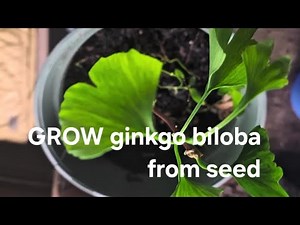 How to grow ginkgo biloba tree from seed - sowing instructions