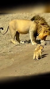 Animal Planet TV on Reels