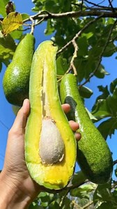 18K views · 79 reactions | Long Neck Avocado Large Seedling- P350 Grafted- P485 Nasa 2 years lang mag bunga! We ship nationwide. Message lang.  | Bing-Bong's Integrated Farm | Facebook