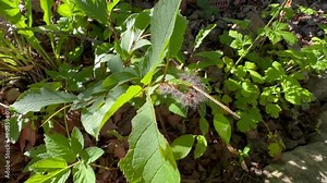 Gypsy moth (Lymantria dispar) also known as spongy moth on a half-eaten leaf. Estonia.