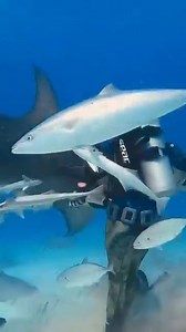 Shark Tank At : K. Perkins | Lexstar Mobile