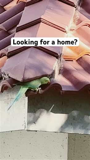 Parakeet Exploring a Rooftop Nesting Spot