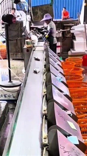 Satisfying Fish Sorting Machine ASMR