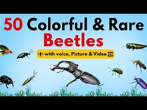 50 Fascinating Beetles 🪲 | Unique Species with Name, Pictures & Videos | Types of Beetles on earth 🪲