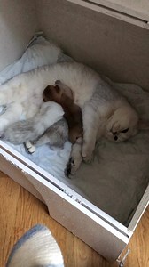 13K views · 2.5K reactions | From the nursery today,12 days old ❤️ | The Kitty Kingdom of Molly & Marius | Facebook