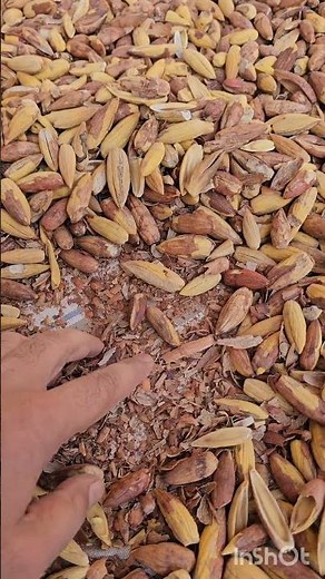 Chestnuts: From Fresh Fruit to Dried | Complete Steps & Expert Tips 🌰 | TourstCook1