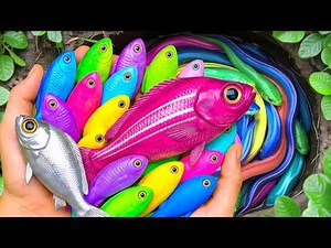 Catch beautiful aquarium fish in small pond baby turtles, koi, pencil fish, guppies blue, Eels 🐠🐠🐠