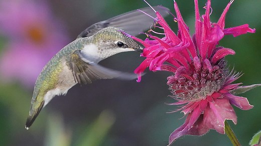 Where are ruby-throated hummingbirds? Keep track of their migration with interactive map