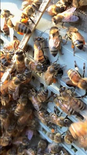 Duty of Bees Inside the Hive #workerbee #beekeeping #beefeater #bee #honey