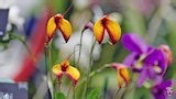Orchids on Show - Gardening Australia
