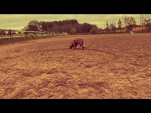 IGP training: Circle exercise for tracking