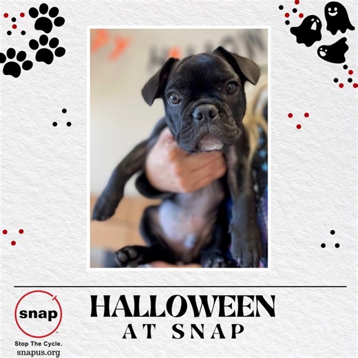 A recap on yesterdays SNAP-py and adorable Halloween pups and kittens who visted SNAP to escape the SPOOKY fate of unplanned litters! To schedule your pets spay/neuter please visit snapus.org | Spay-Neuter Assistance Program | Facebook