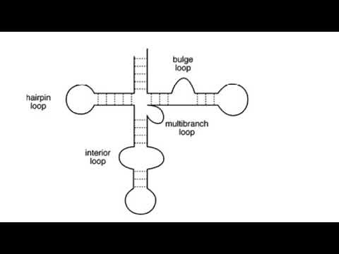 RNA structure prediction lecture