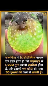 Pufferfish Deadly Toxin . . Pufferfish contain tetrodotoxin — about 1,200 times more poisonous than cyanide — and a tiny amount can kill up to 30 people. Handle with extreme caution. . . Follow @factsamrat45 for more mind-blowing facts. . . #Pufferfish #ToxicFacts #UnrealFacts #DidYouKnow #MindBlown #NatureFacts #AnimalSecrets #ScienceReels #factreels | Fact Samrat