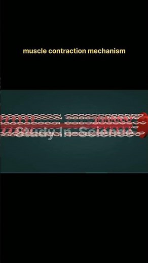 mechanism of muscle contraction #biology #physiology #3danimation