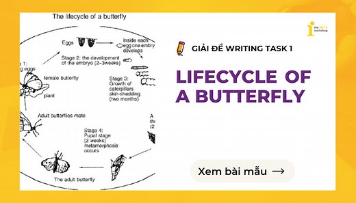 Bài mẫu: Life cycle of a Butterfly IELTS Writing task 1