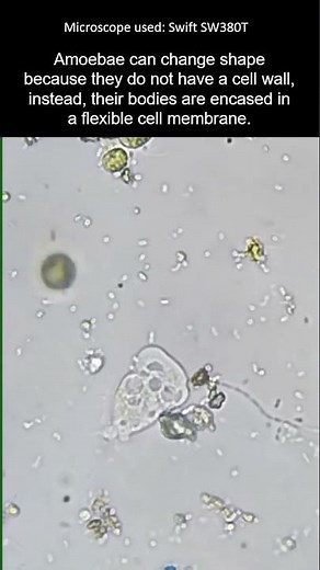 Amoeba fun facts part 2. Amoeba under the microscope. #microscopy