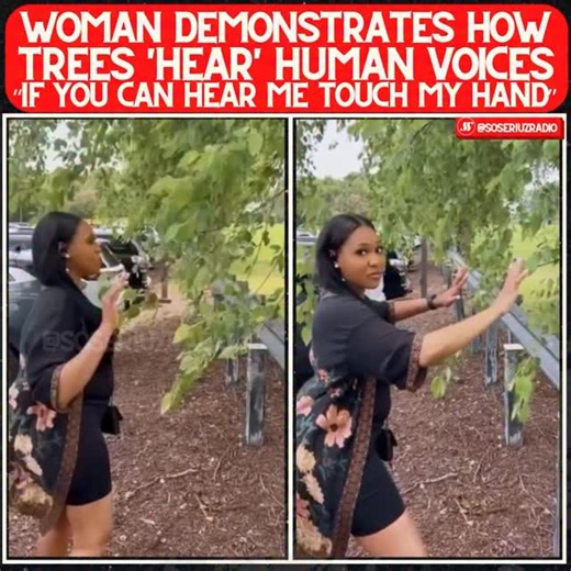 SSZRADIO ©️ | Woman claims trees can hear human voices — then proves it with shocking demonstration 😨 Do y’all believe trees can hear humans ⁉️⬇️... | Instagram