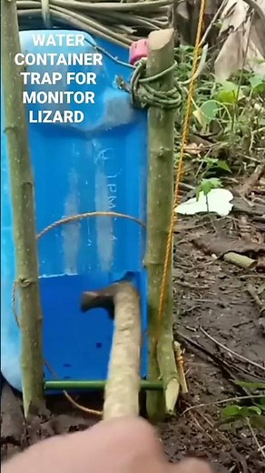 Water Container Trap For Monitor Lizard // Bayawak Hunting