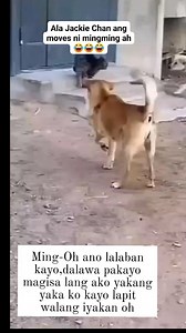 2.3K reactions · 241 shares | Kung Fu, Cat vs dogs galing ni mingming oh dalawa pa kalaban, ala Jackie Chan ang da moves ni mingming, di man lang makaganti cla doggy  #kungfu #catsvsdogs #animalworld #animallover #fypシ゚ #viralreelsシ | Lyn Adanza Ibale | Facebook
