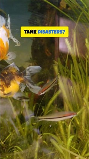 Fish Tank Fails! Avoid These Combos!