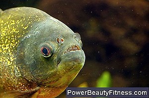 Kuidas Eemaldada Henna Tätoveeringutint 💪💪 Kõik Kasutaja Fitness Ja Tervislike Eluviiside - 2025