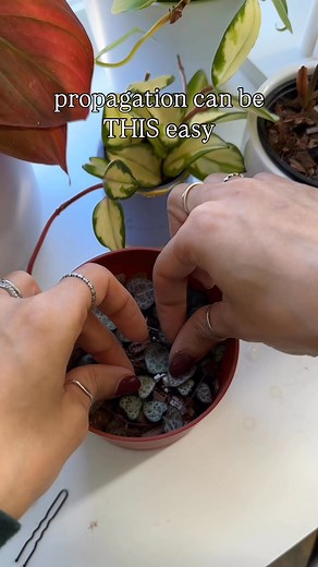 HANDS OFF STRING OF HEARTS PROPAGATION! This method is so easy! All I do is fill up with some soil and water the soil so that it’s not totally dry. And then lay some short strands of string of hearts cutting on the soil, making sure most of the nodes are touching the soil so that they can root into it.I cover the container and place it under a grow light. And I make sure the soil doesn’t dry out, which means I check it every week or so, but other than that, there is no other maintenance required