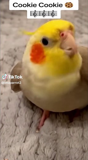 imaparrot2 on TikTok