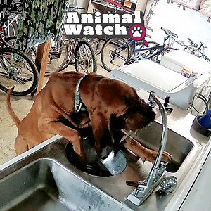 When these guys break in, chaos will break out!! 💥😹 | Try Not to Laugh