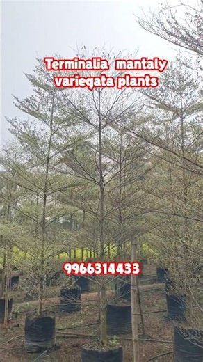 Terminalia Mantaly Variegata – The Most Beautiful Avenue Tree for Modern Landscaping
