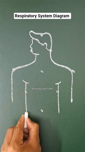 respiratory system drawing | human respiratory system diagram #shorts #youtubeshorts #ytshorts