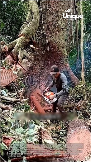 Cutting down a tree: professional tree felling techniques