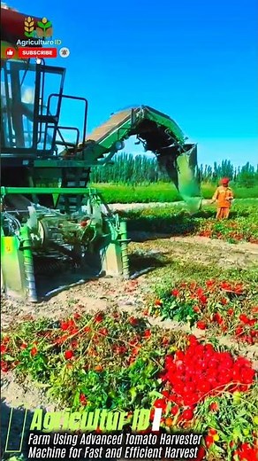 Farm Using Advanced Tomato Harvester Machine for Fast and Efficient Harvest #agriculture