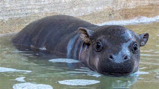 Baby pygmy hippo introduced at Wildlife World Zoo - KTAR.com