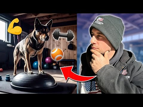 4 Canine Exercise and Fitness Methods for Your Dog!