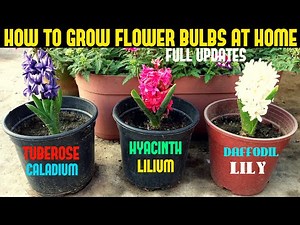 How To Grow Flower Bulbs (WITH FULL UPDATES)