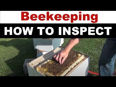 Beekeeping Honey Bee Hive Inspection: Tips for Keepers