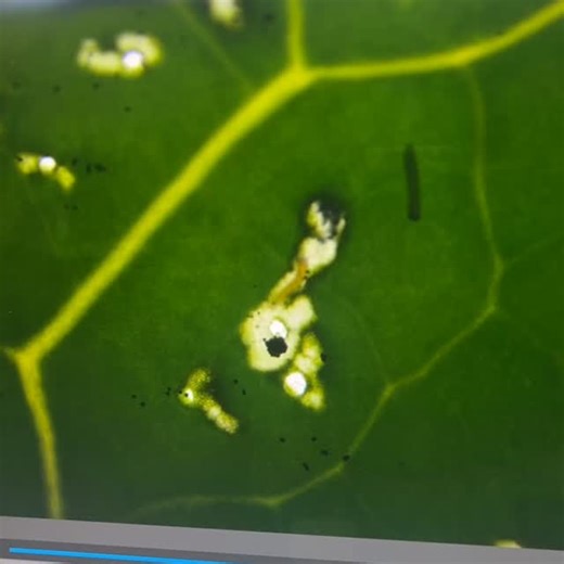 A newly emerged diamondback moth larva is only about 1mm long. It begins its feeding as a “leafminer”, feeding between the upper and lower leaf surfaces in the mesophyll. Here you can see the entry hole and the pile of frass (poop) deposited outside its front door 💩 | Clemson University Vegetable Entomology