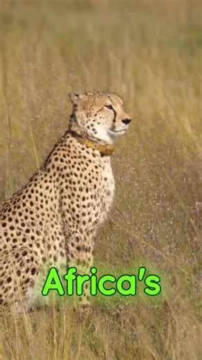 🚀 Unleashing the Cheetah: Speed Masters! ⚡ #FastestAnimal #Wildlife The cheetah—nature’s ultimate speed master! 🐆💨 Watch as this magnificent predator demonstrates its unmatched acceleration and agility. 🌍🏃‍♂️ Whether you're a wildlife enthusiast or just love speed, this clip will leave you in awe! 😱🔥 🔹 Did you know? A cheetah can reach speeds of up to *75 mph (120 km/h)! 🚗💨 🔹 Tag a friend who loves wild cats! 🦁💛 #Cheetah #WildlifeLover #FastAndFurious #BigCats #NatureIsAwesome #Anim